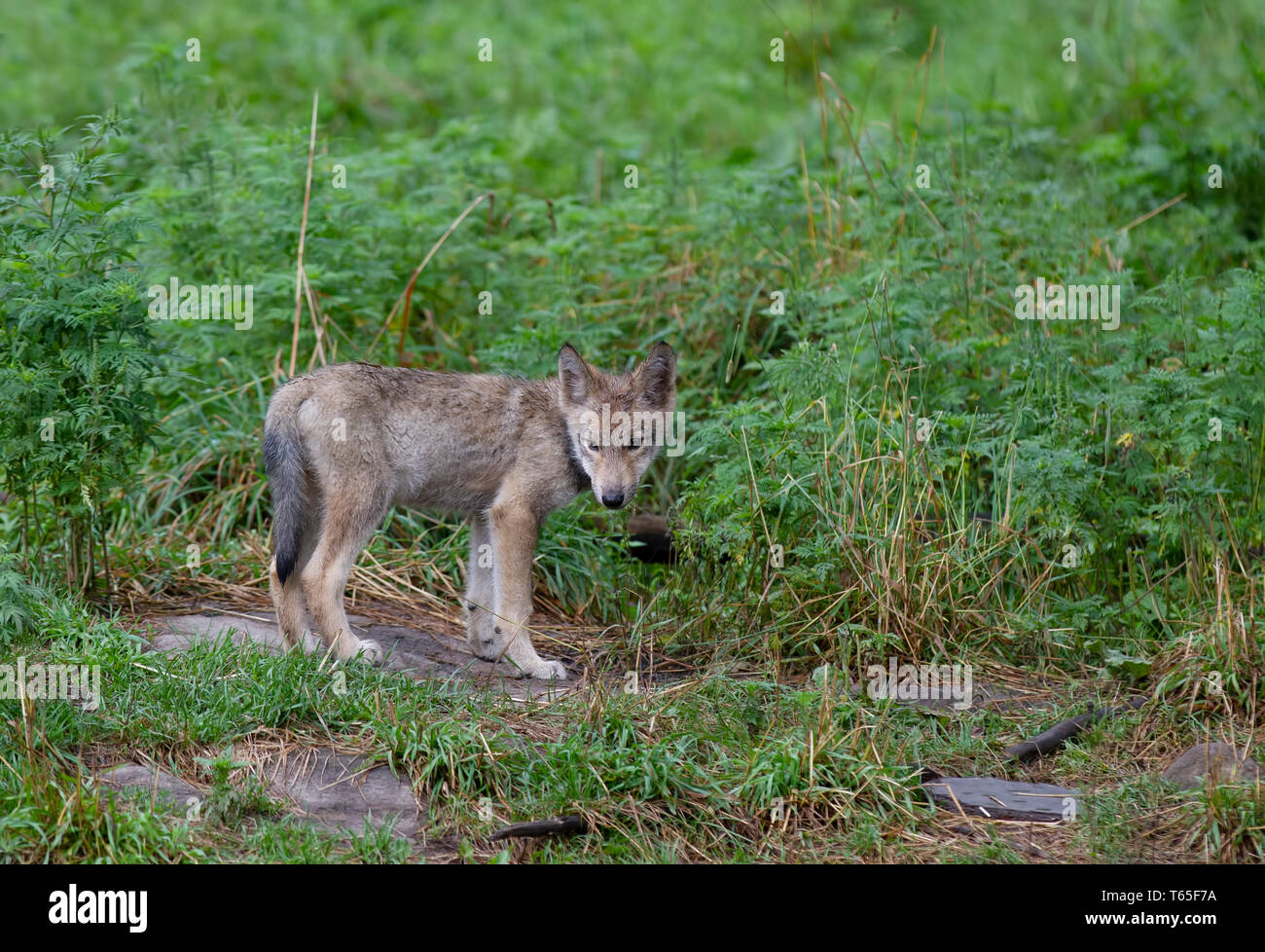Timber wolf or grey wolf Canis lupus pup on a rocky cliff in autumn in ...