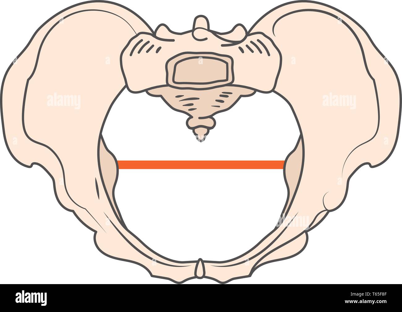Ischial spine hi-res stock photography and images - Alamy