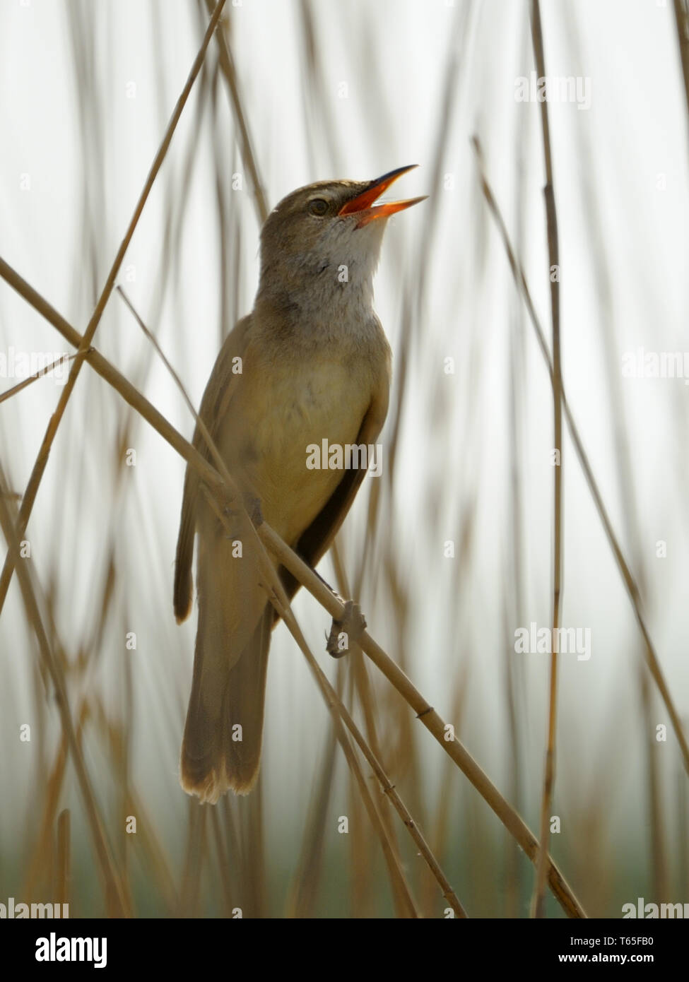 great reed warbler / reed-warbler, Acrocephalus arundinaceus Stock ...