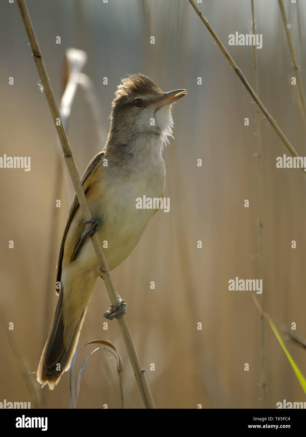 great reed warbler / reed-warbler, Acrocephalus arundinaceus Stock ...