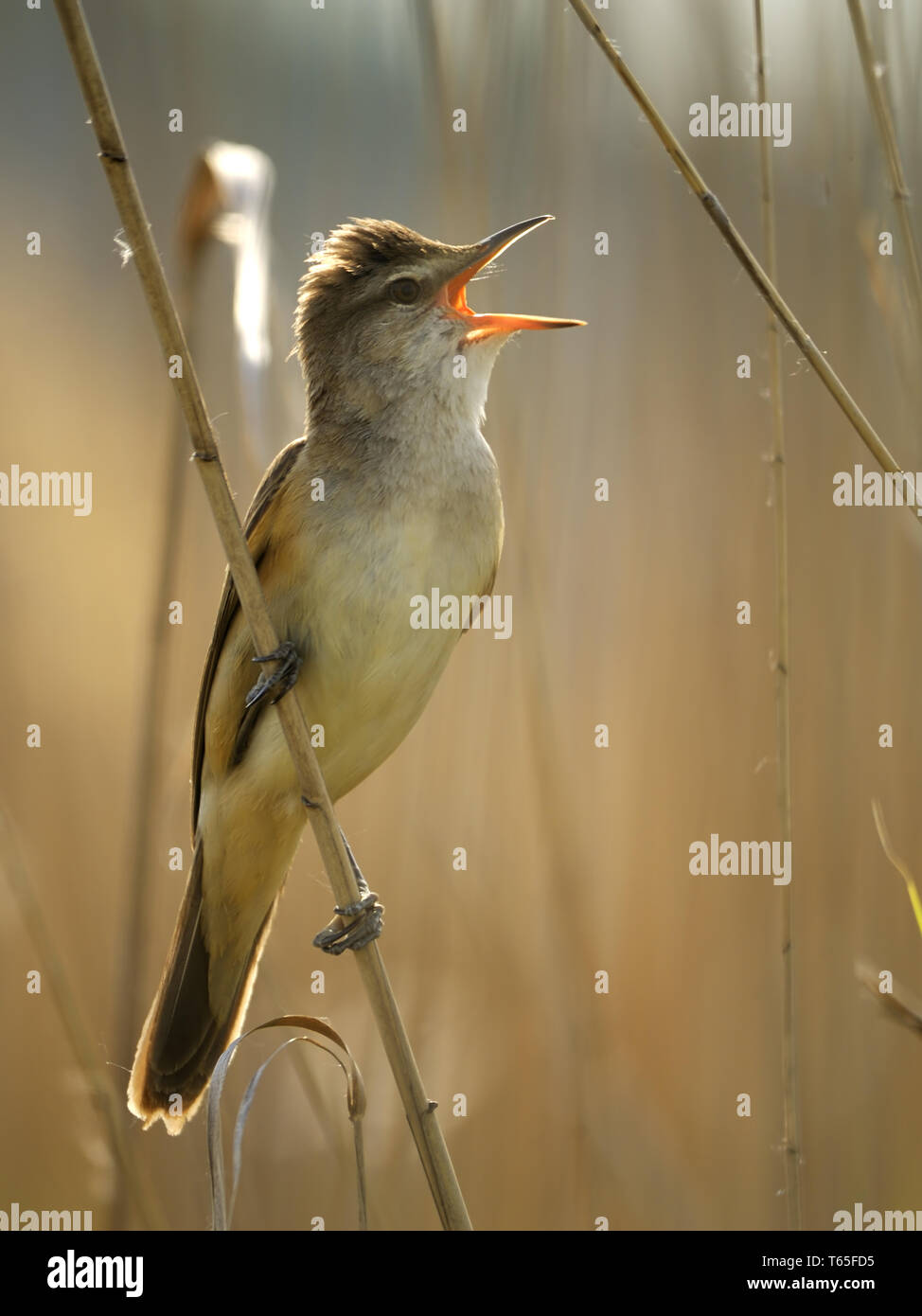 great reed warbler / reed-warbler, Acrocephalus arundinaceus Stock ...