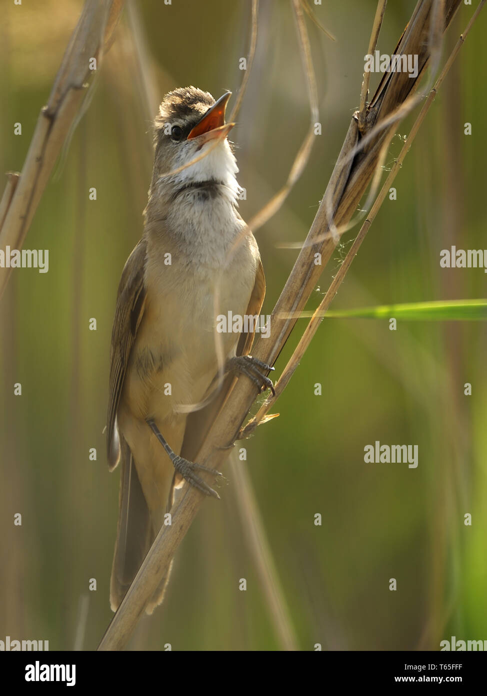 great reed warbler / reed-warbler, Acrocephalus arundinaceus Stock ...