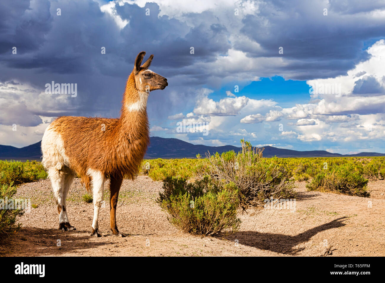 A Llama (Lama glama) at the Andes Mountains. At background Cloudy Sky ...