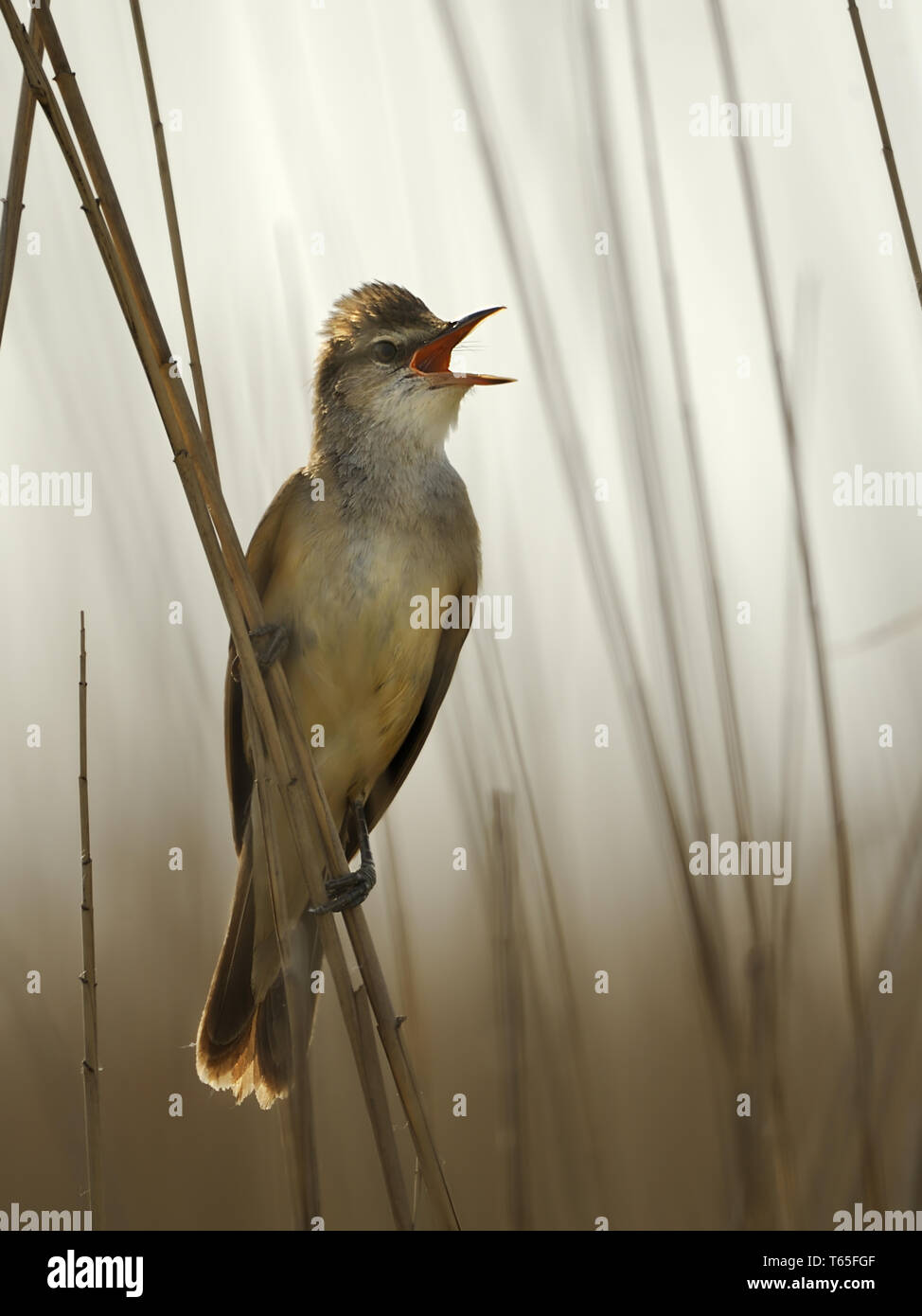 great reed warbler / reed-warbler, Acrocephalus arundinaceus Stock ...