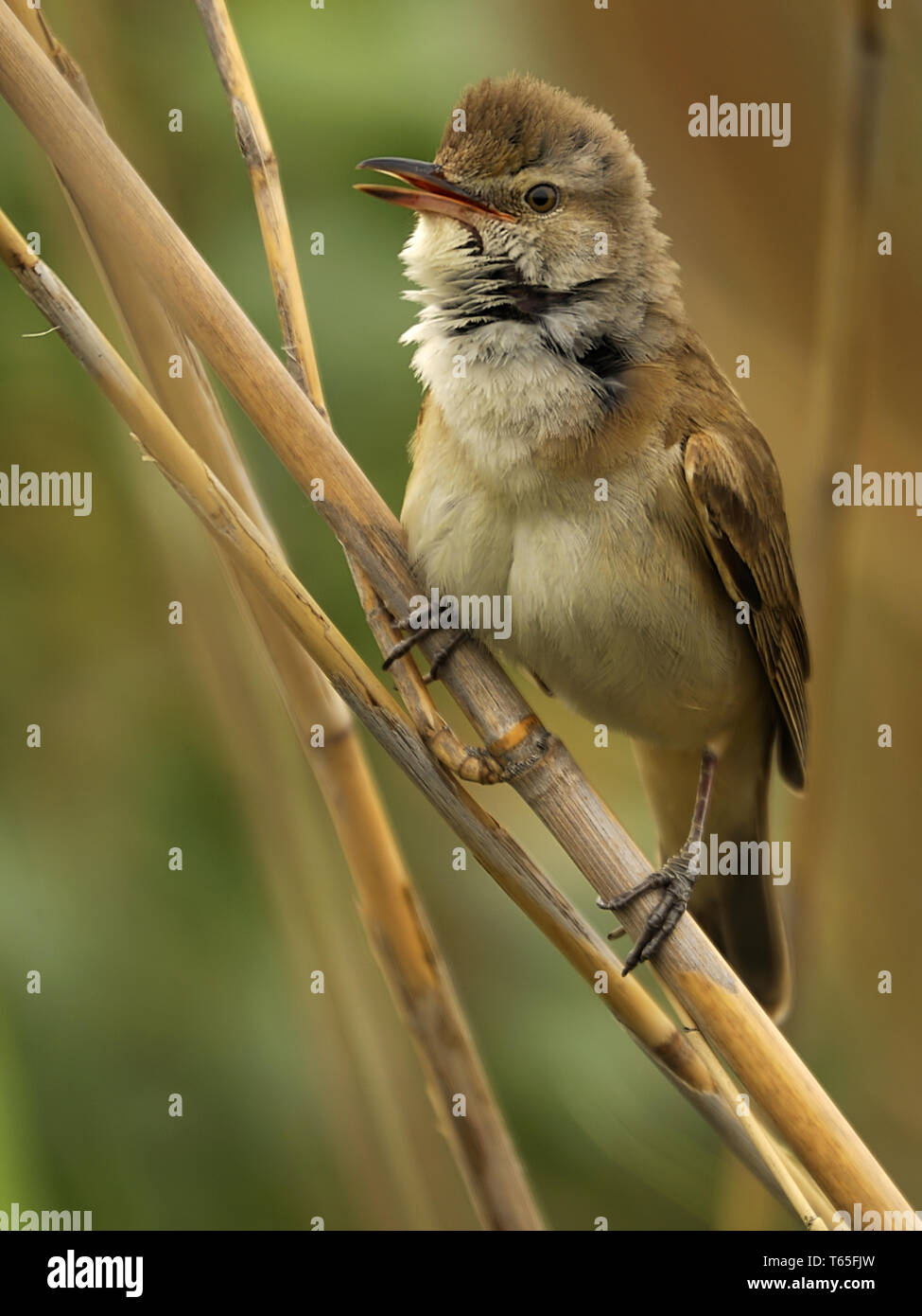 great reed warbler / reed-warbler, Acrocephalus arundinaceus Stock ...