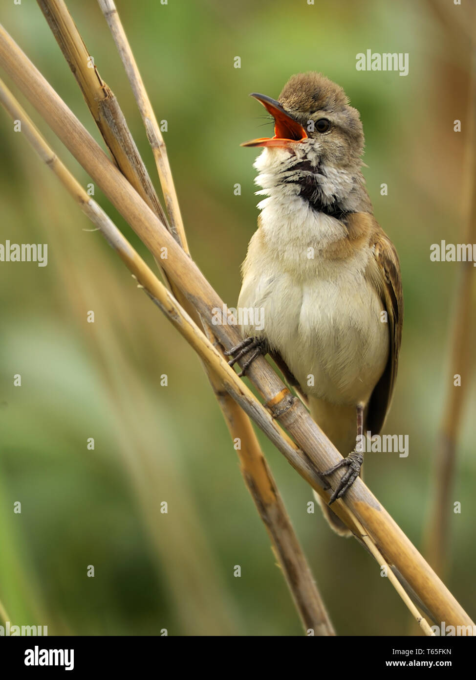 great reed warbler / reed-warbler, Acrocephalus arundinaceus Stock ...