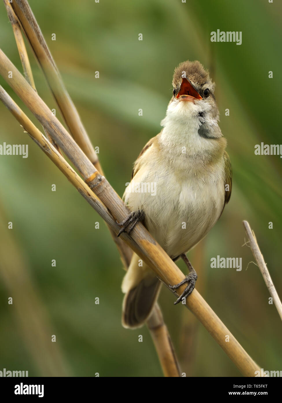 great reed warbler / reed-warbler, Acrocephalus arundinaceus Stock ...