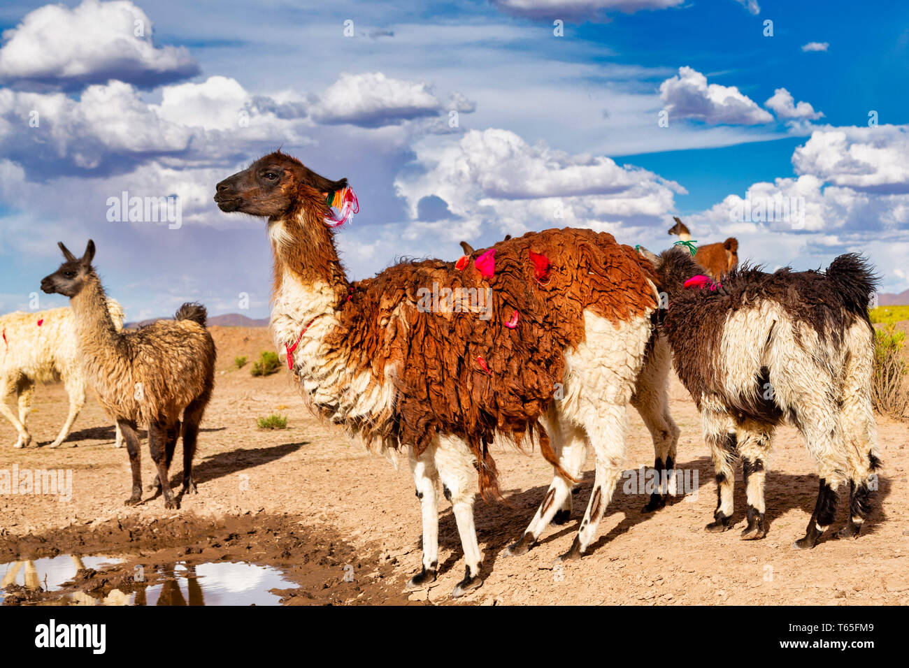A Heard of Llama (Lama glama) a High Altitude Domestic Camelid from The ...