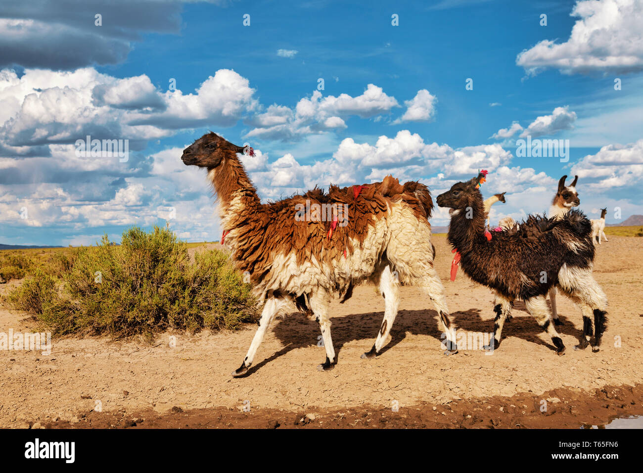 A Llama and its Baby (Lama glama) Llamas are High Altitude Domestic ...