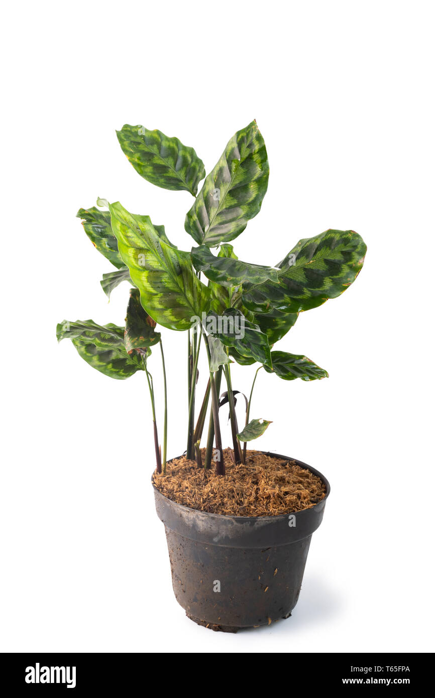 Green and beautiful potted Calathea plants Stock Photo - Alamy