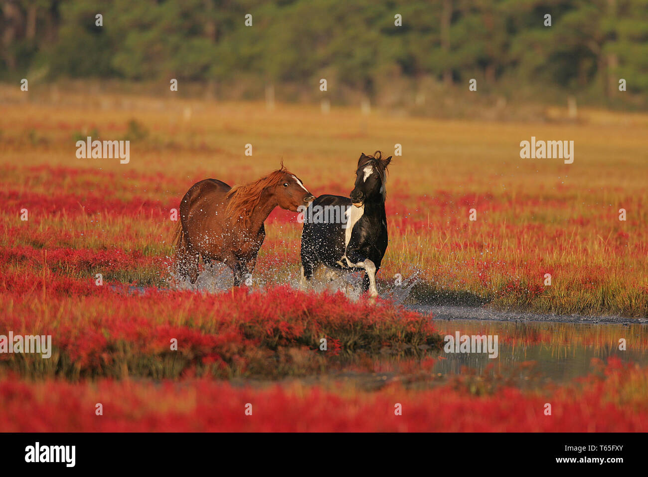 Chincoteague pony Stock Photo - Alamy