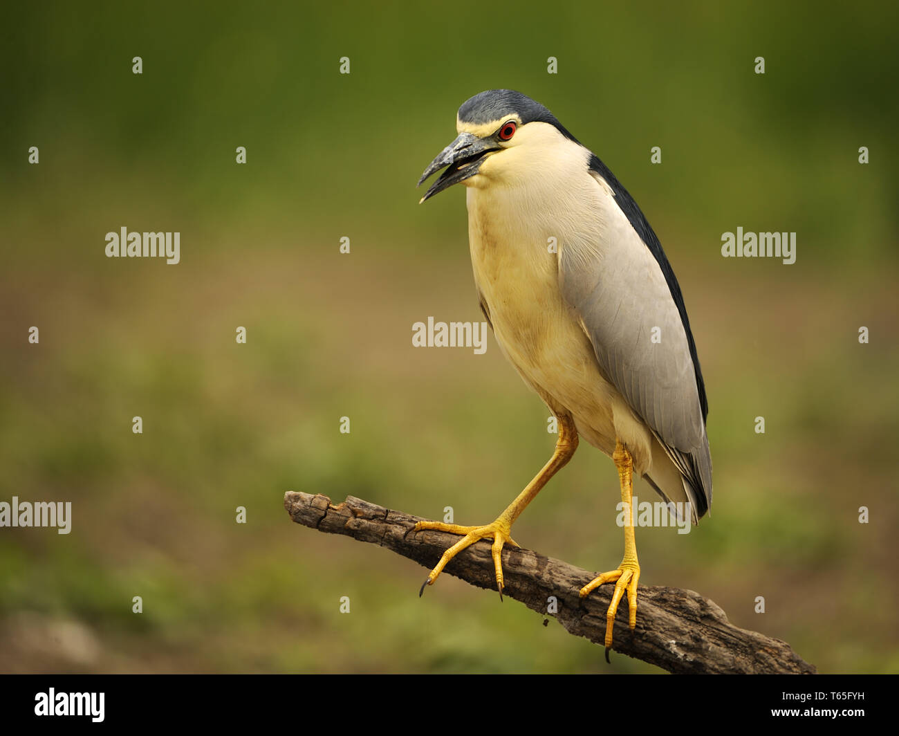 black-crowned night heron, Nycticorax nycticorax Stock Photo - Alamy