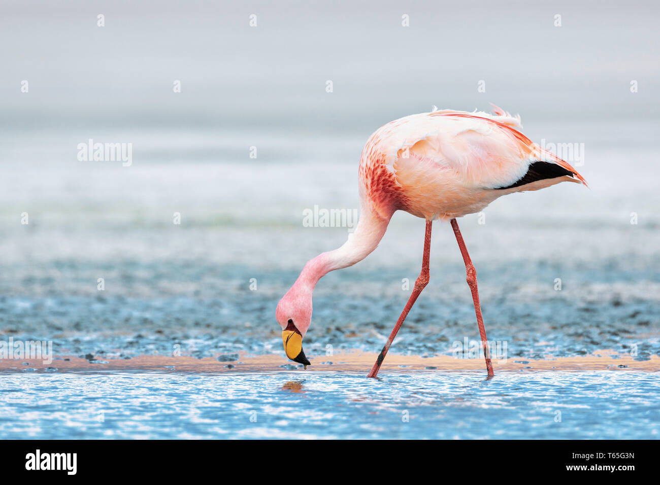 Andean flamingo (Phoenicoparrus andinus) is one of the rarest flamingos ...