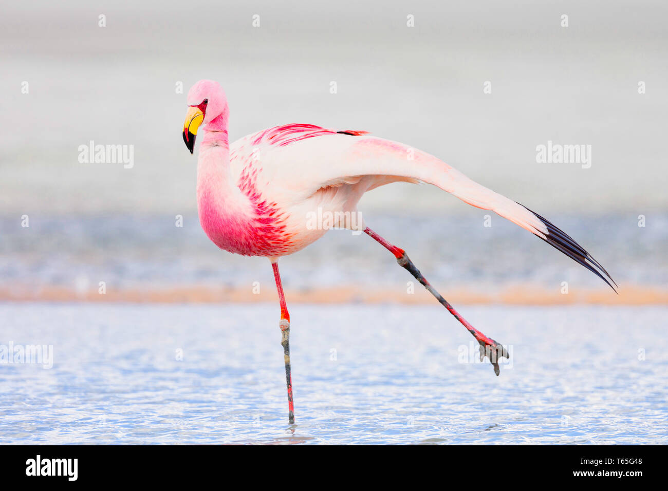 Andean flamingo (Phoenicoparrus andinus) is one of the rarest flamingos ...
