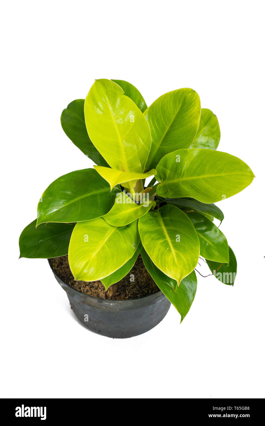 Green and beautiful potted Philodendron Moonlight plants Stock Photo ...