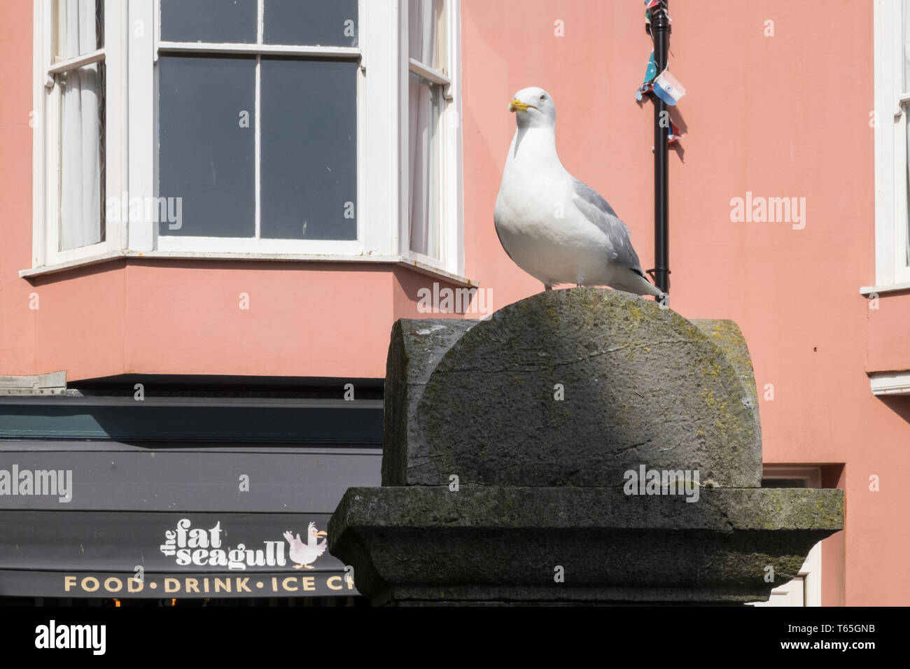 Fat seagull cafe hi-res stock photography and images - Alamy