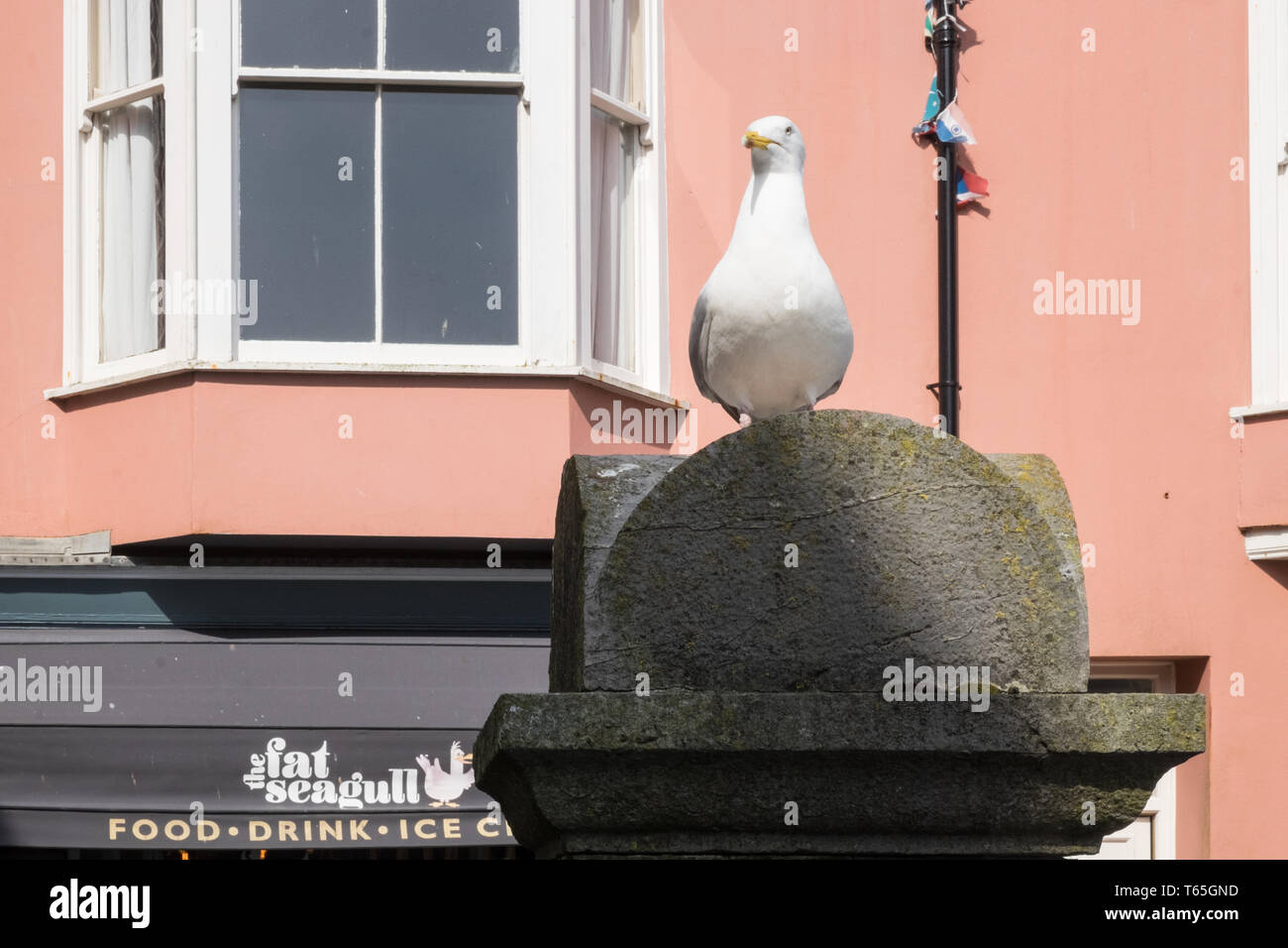 Fat seagull cafe hi-res stock photography and images - Alamy