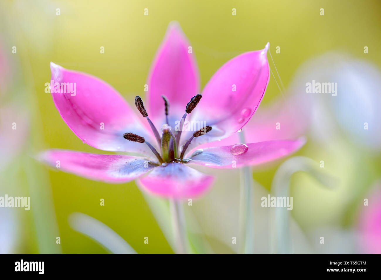 Tulipa hageri hi-res stock photography and images - Alamy