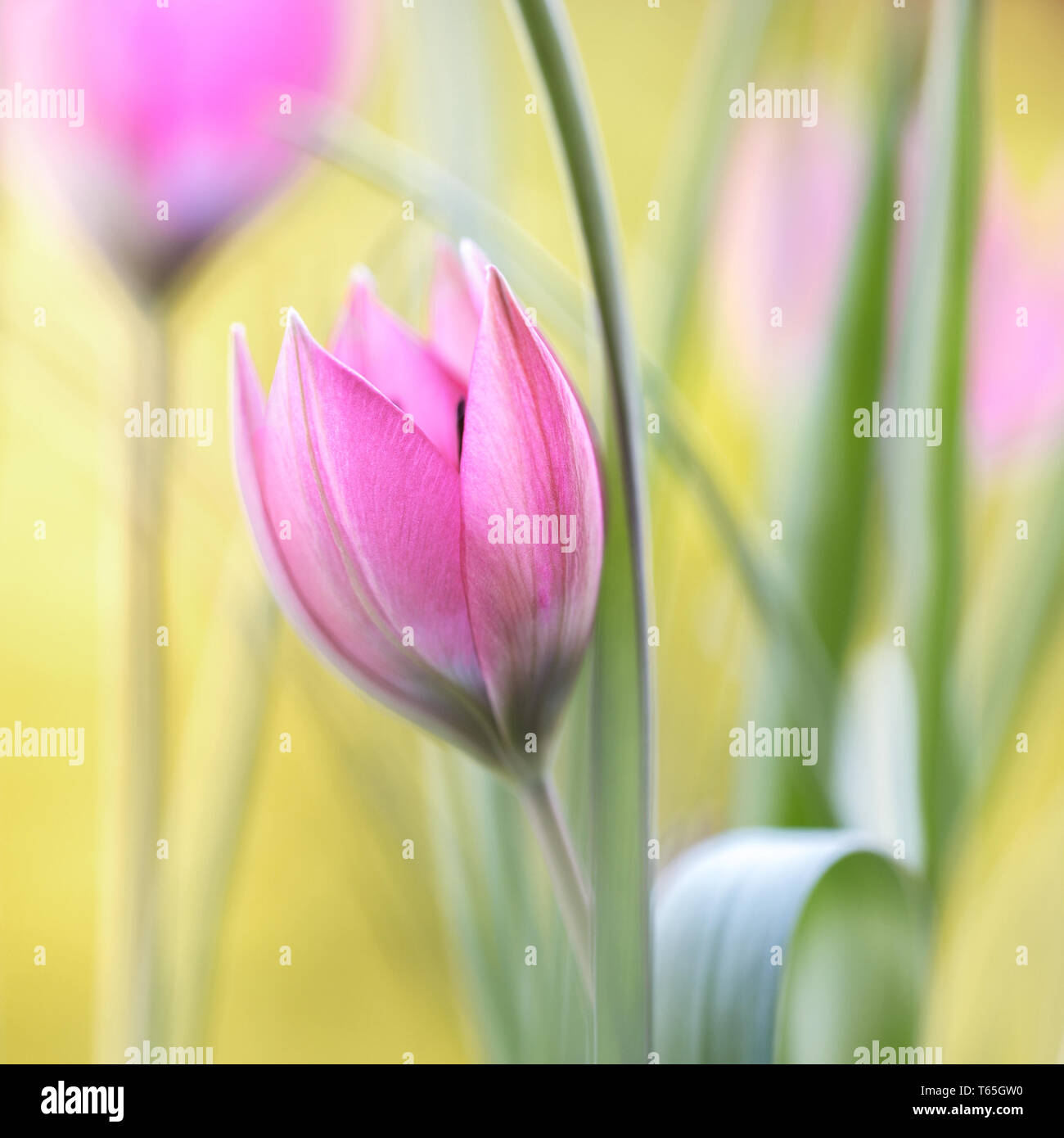 Tulipa hageri hi-res stock photography and images - Alamy