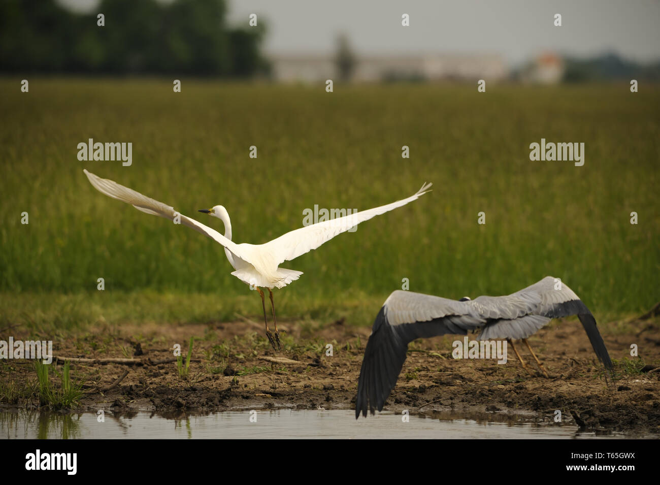 Great egret, Adrea Alba Stock Photo - Alamy