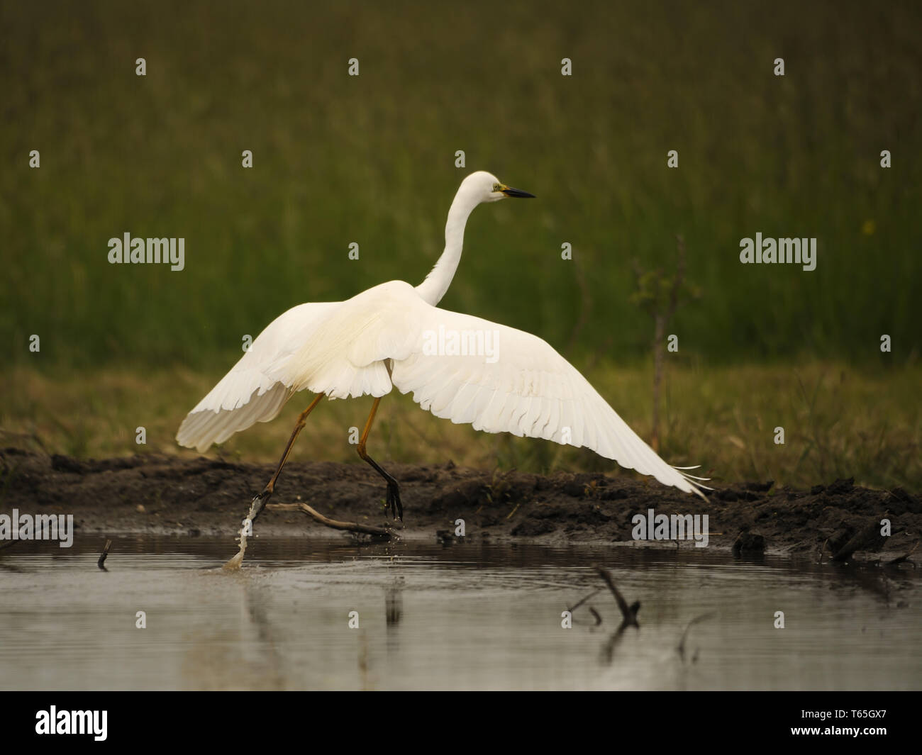 Great egret, Adrea Alba Stock Photo - Alamy