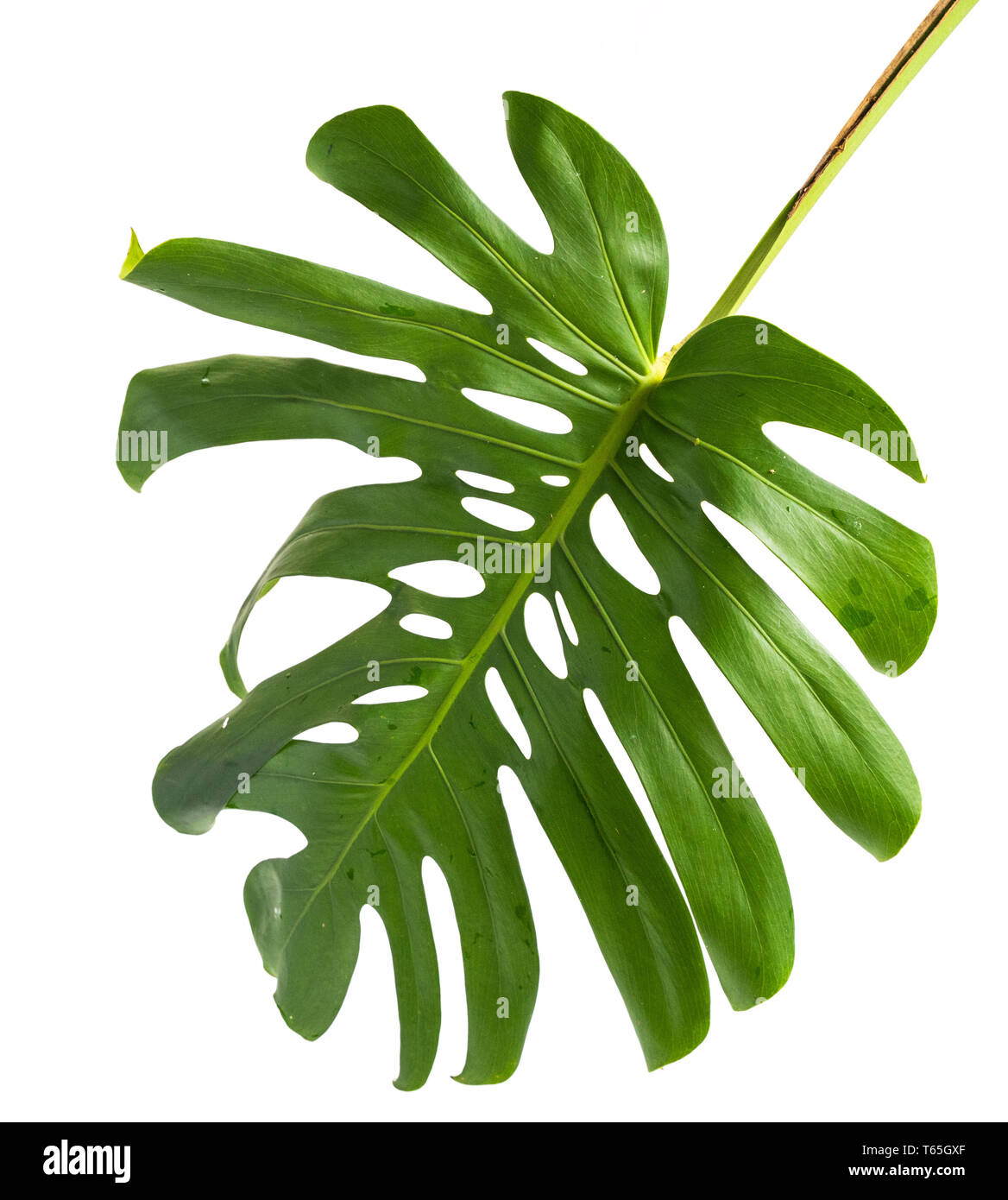 Leaf stem of Monstera Stock Photo - Alamy