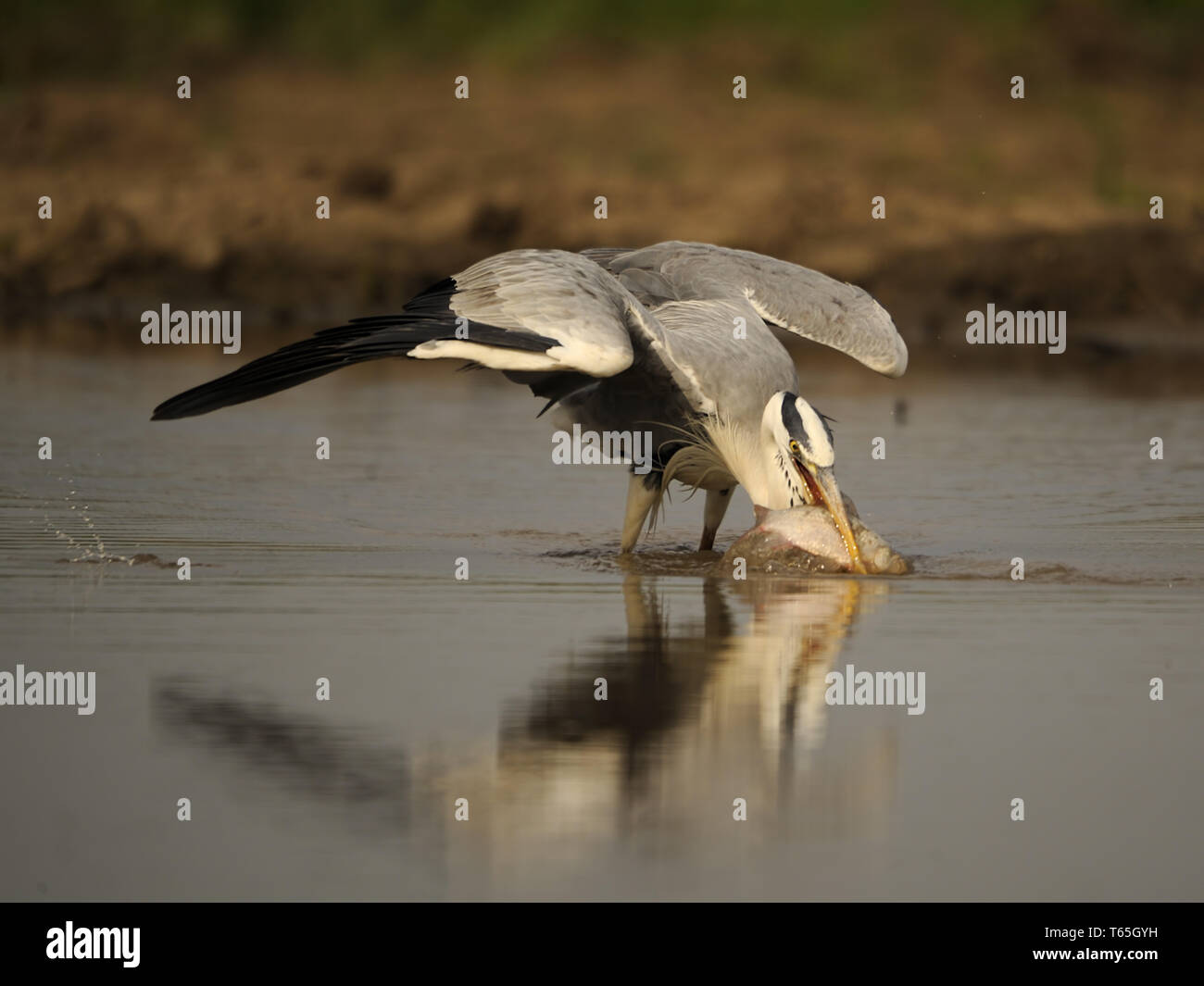 Ciner hi-res stock photography and images - Alamy