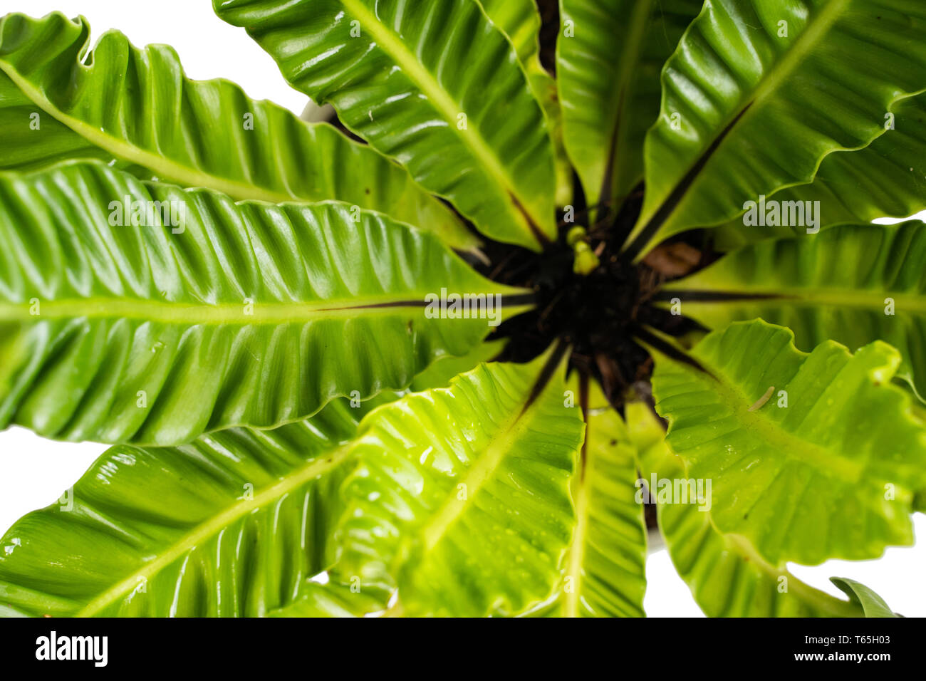 Top view of a beautiful Kadaka Lasagna plant Stock Photo - Alamy