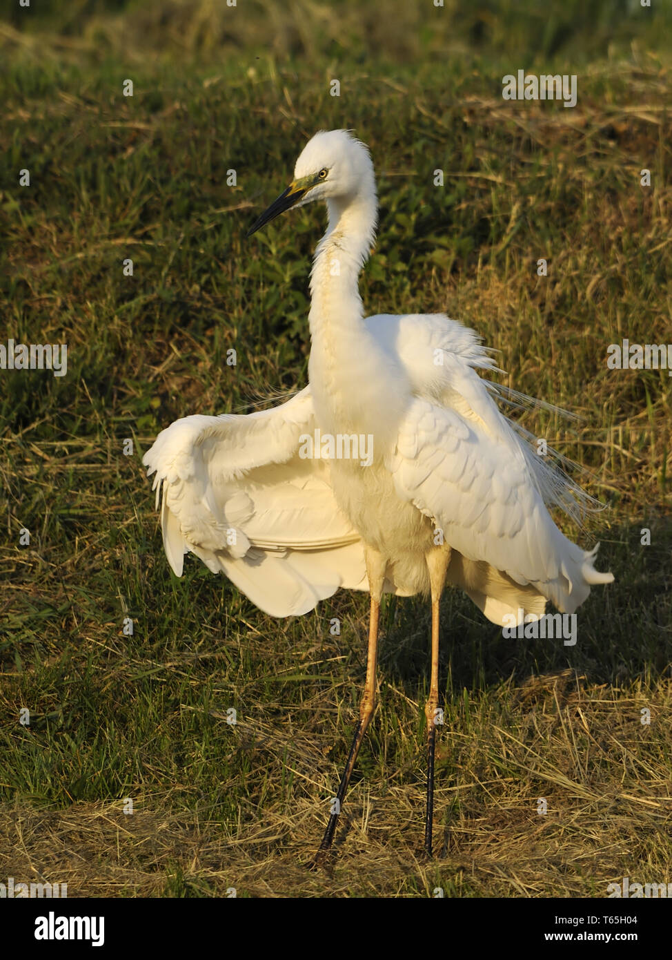 Great egret, Adrea Alba Stock Photo - Alamy