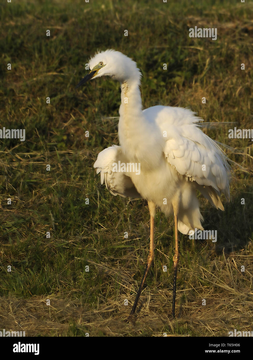 Great egret, Adrea Alba Stock Photo - Alamy