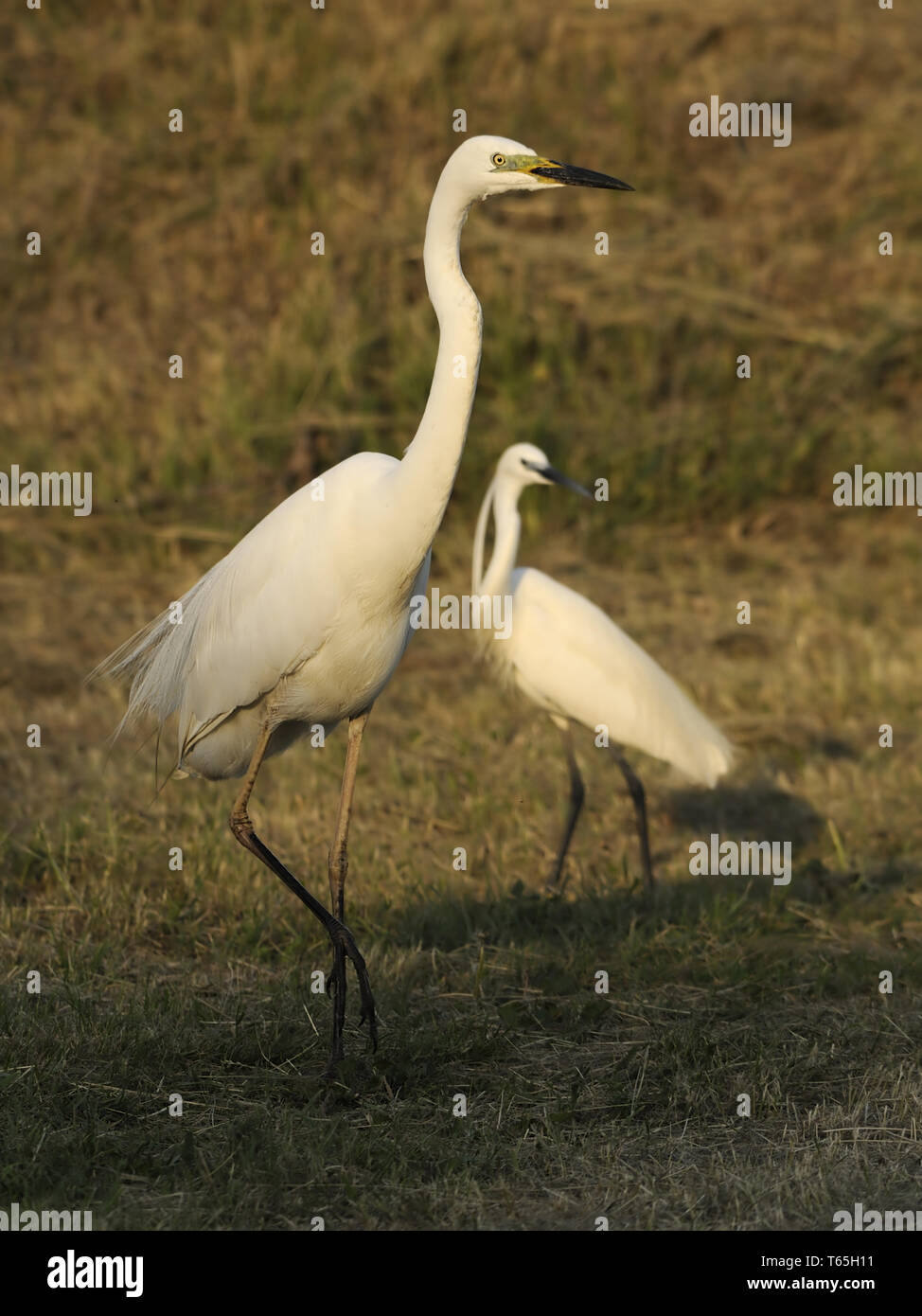 Great egr hi-res stock photography and images - Alamy