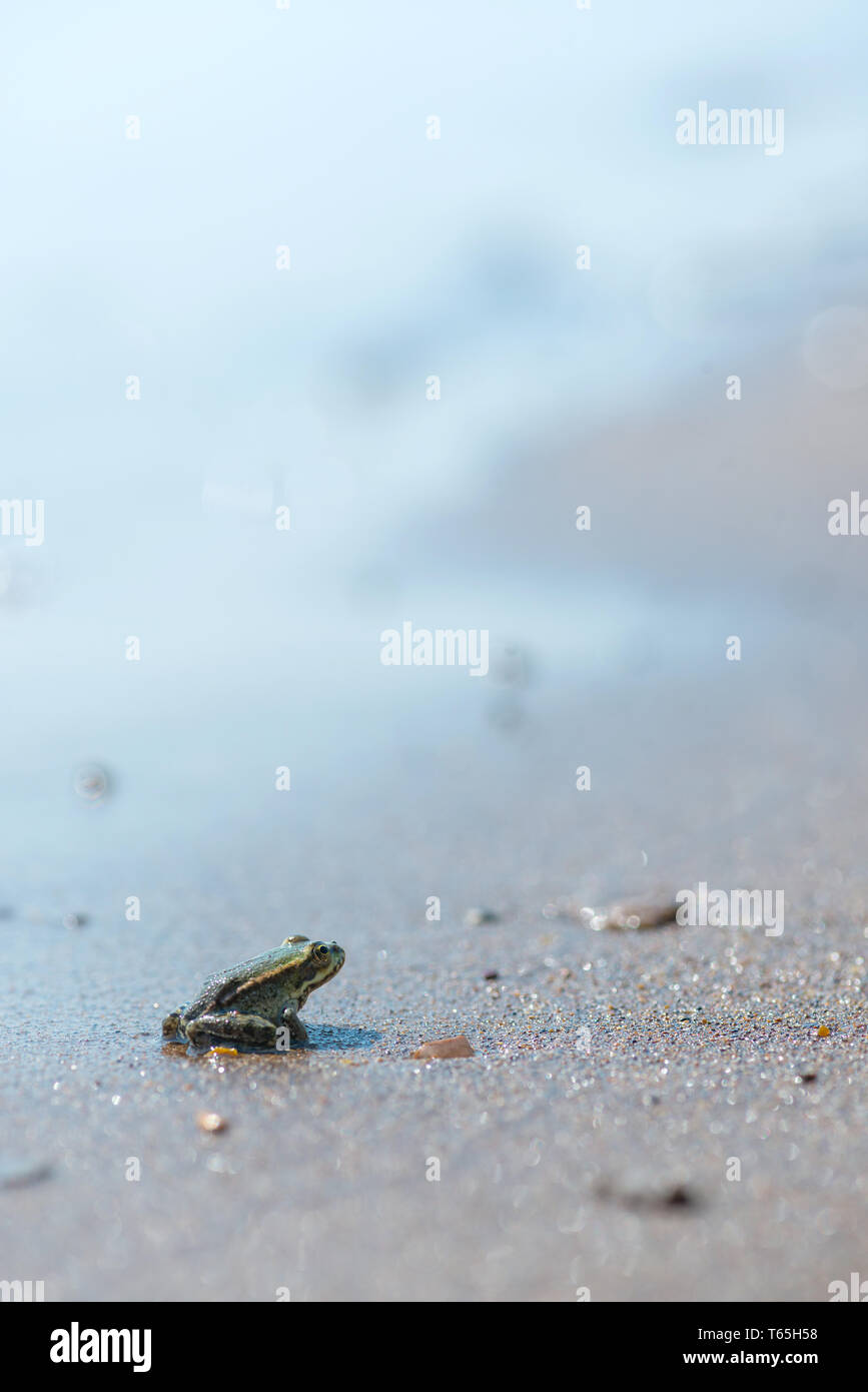 Frog on the sandy shore. Frog. The frog on the shore Stock Photo - Alamy
