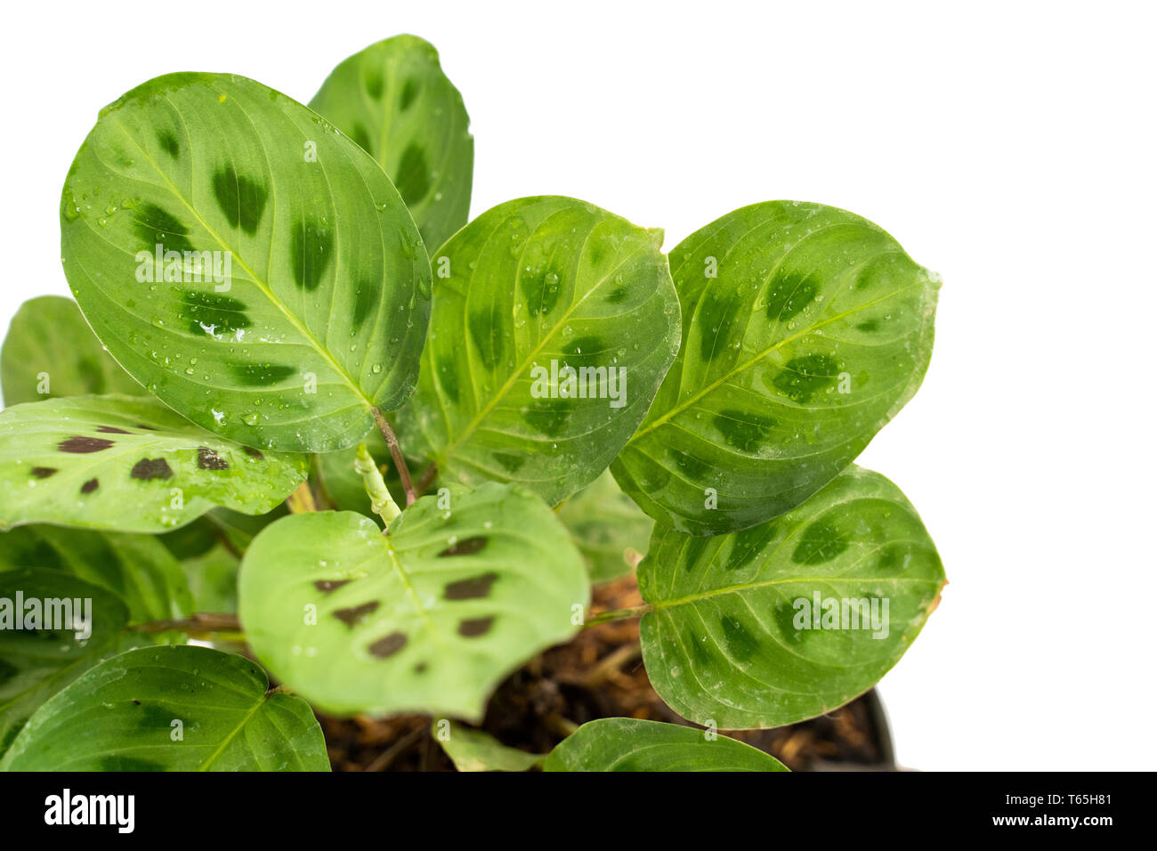 Green and beautiful potted Calathea Multicolor plants Stock Photo - Alamy