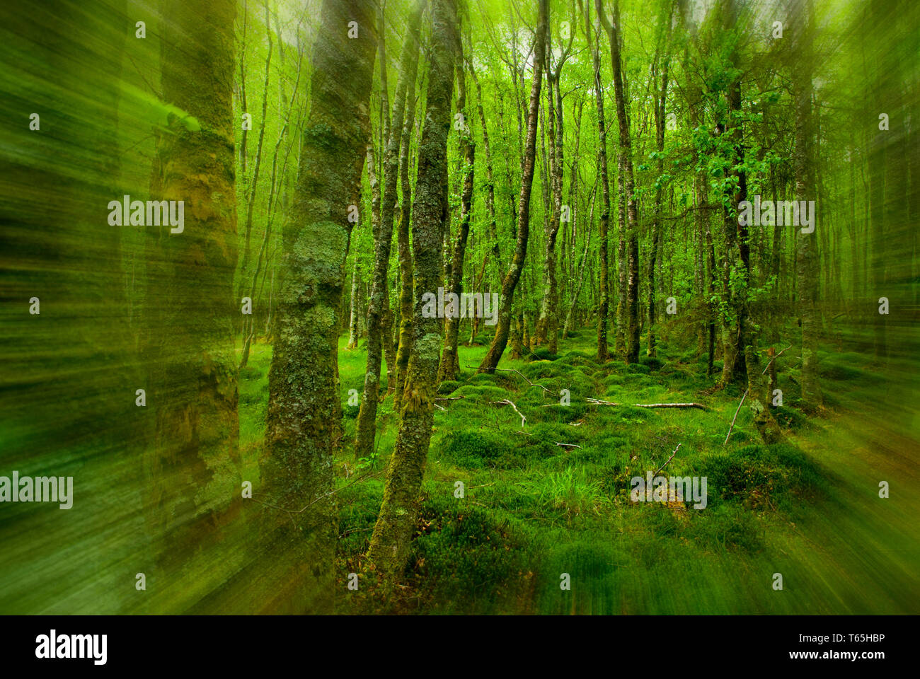 forest, Killarney National Park, County Kerry, Ireland Stock Photo - Alamy