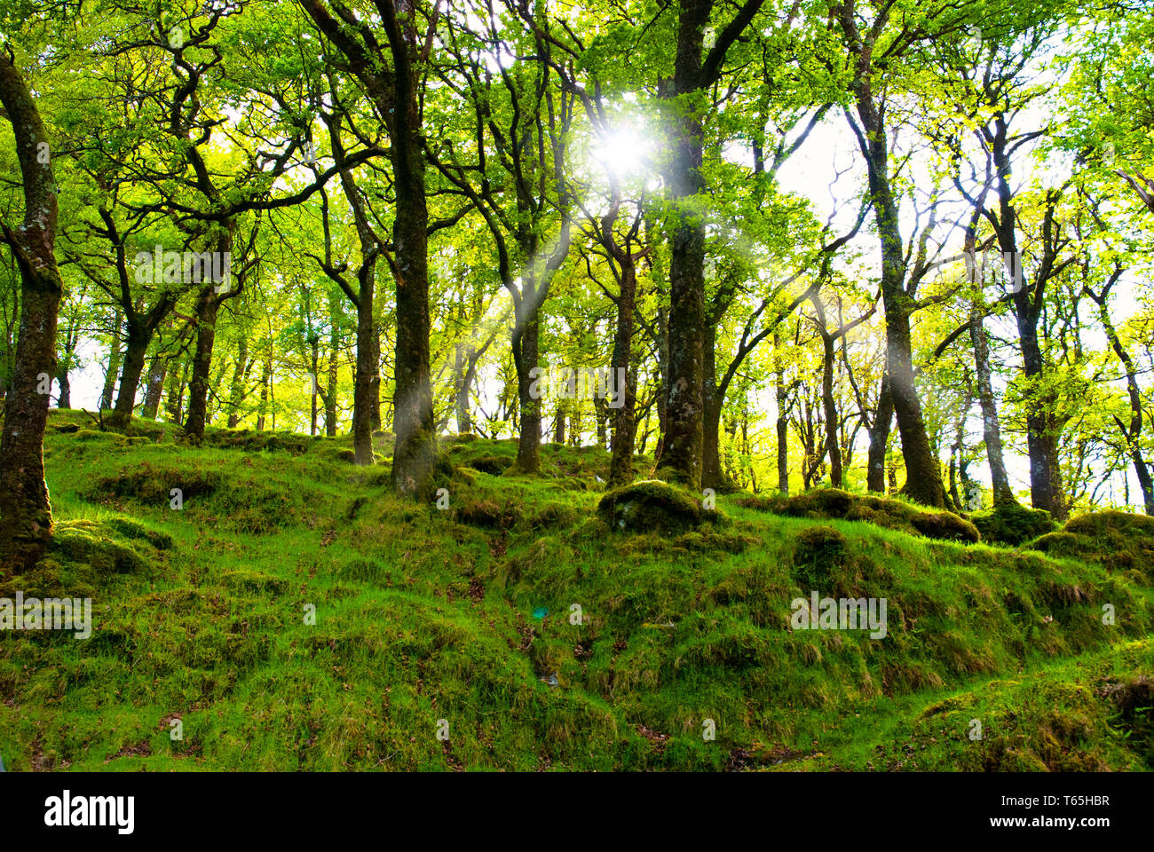 Scenic beauty killarney ring of kerry hi-res stock photography and ...