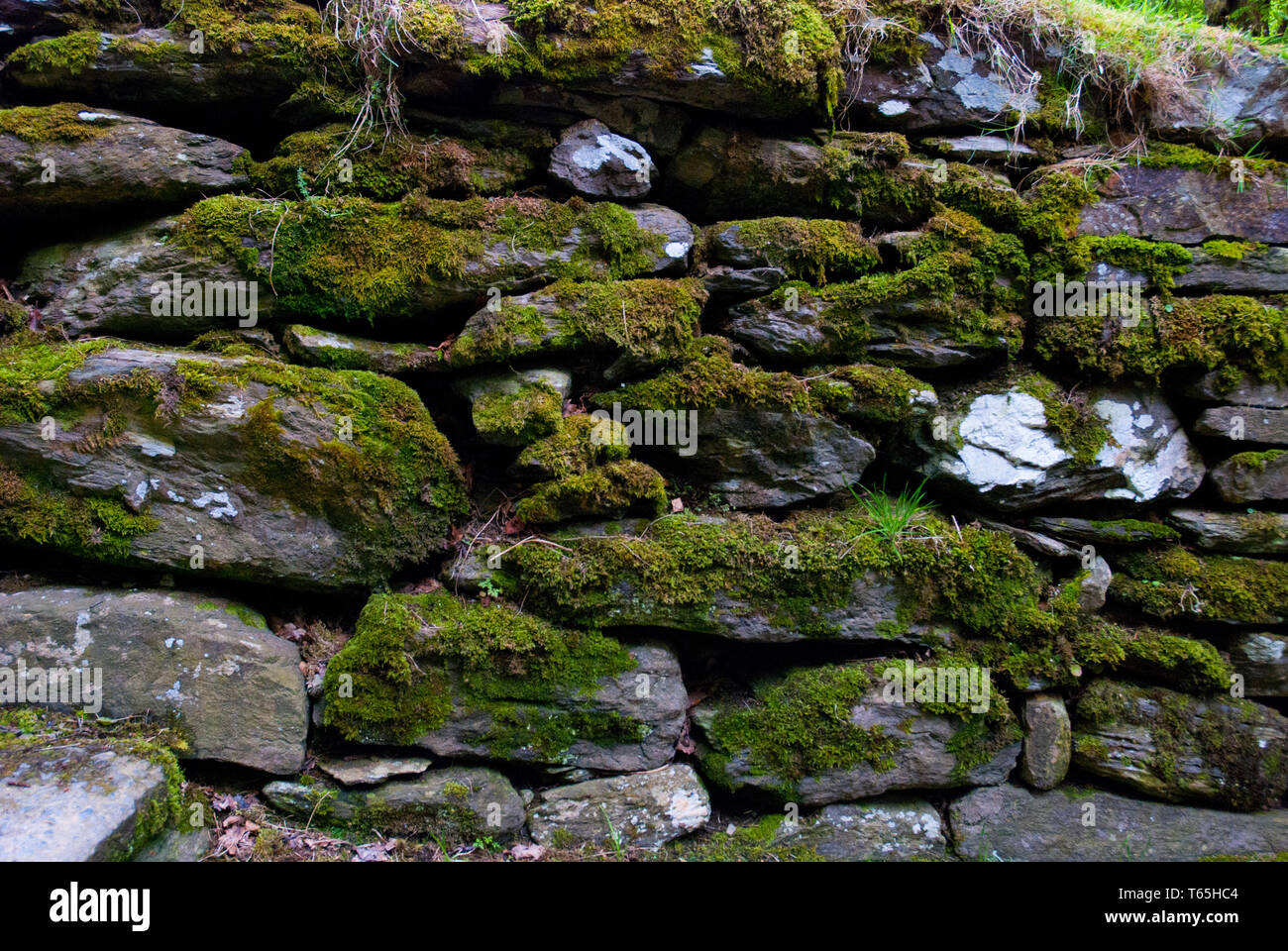 forest, Killarney National Park, County Kerry, Ireland Stock Photo - Alamy