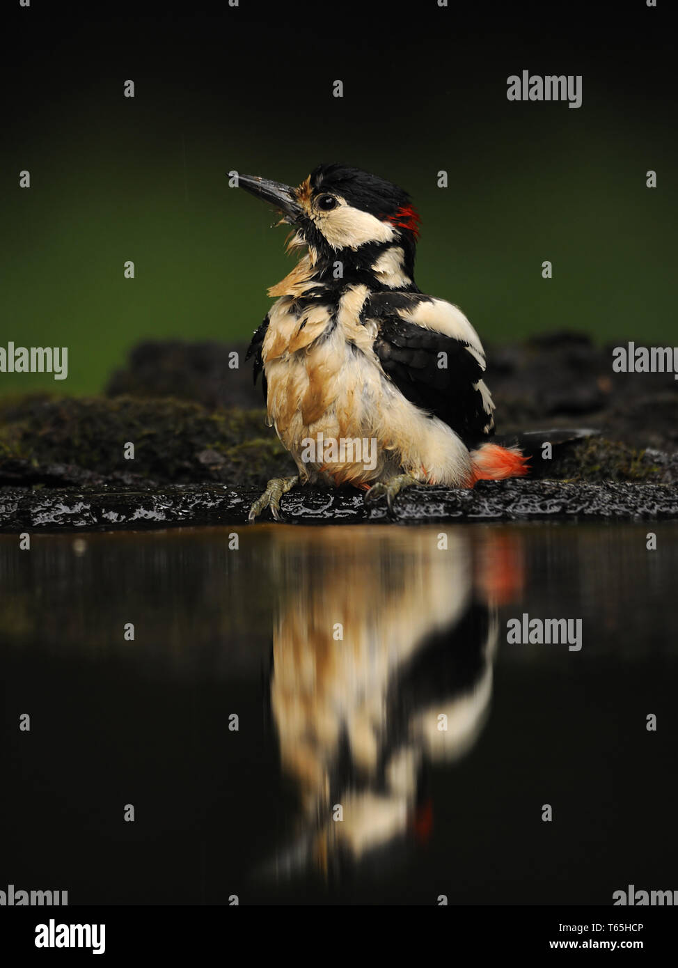 great woodpecker, Dendrocopos major Stock Photo - Alamy