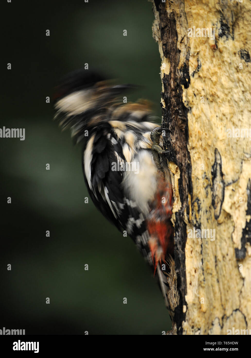Great woodpecker dendrocopos major hi-res stock photography and images ...