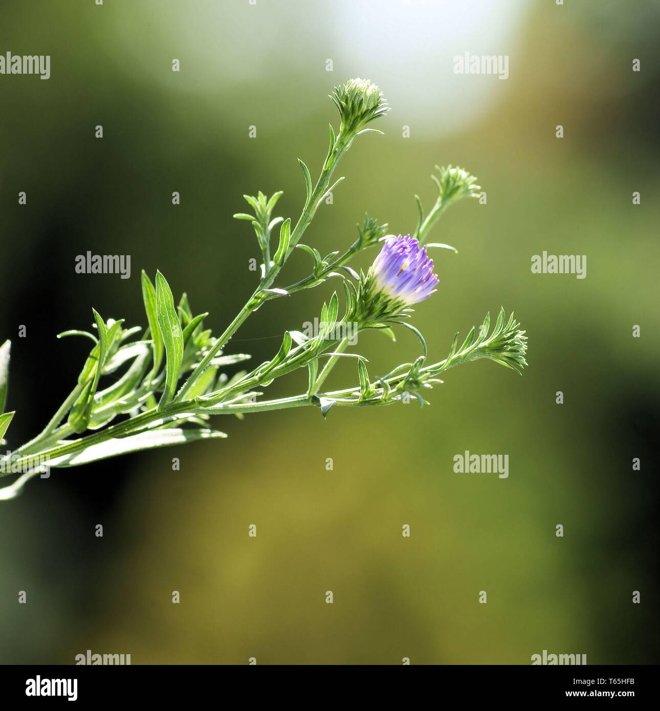 Aster family hi-res stock photography and images - Alamy