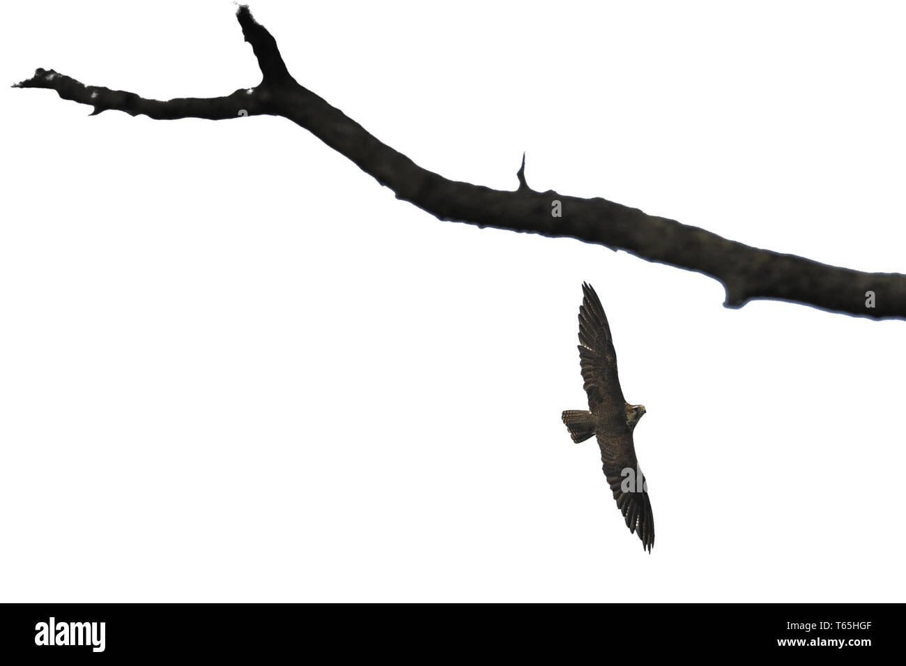 Peregrine falcon in profile hi-res stock photography and images - Alamy