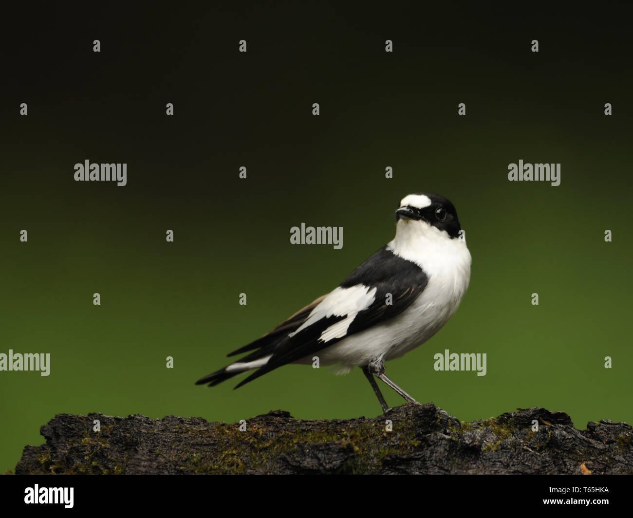 collared flycatcher [Ficedula albicollis] Stock Photo - Alamy