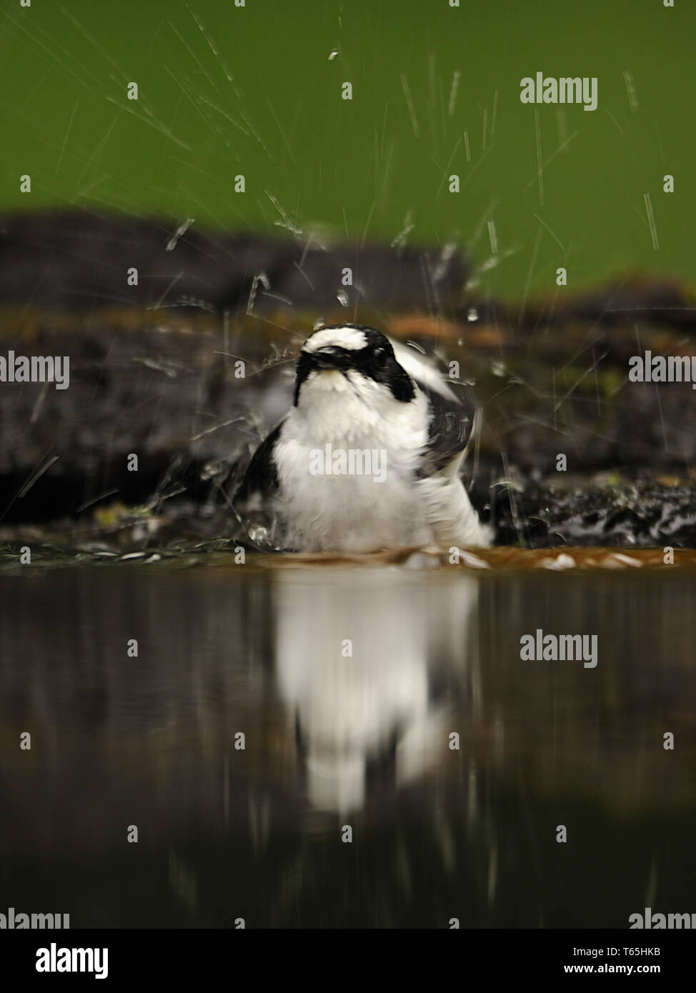 collared flycatcher [Ficedula albicollis] Stock Photo - Alamy