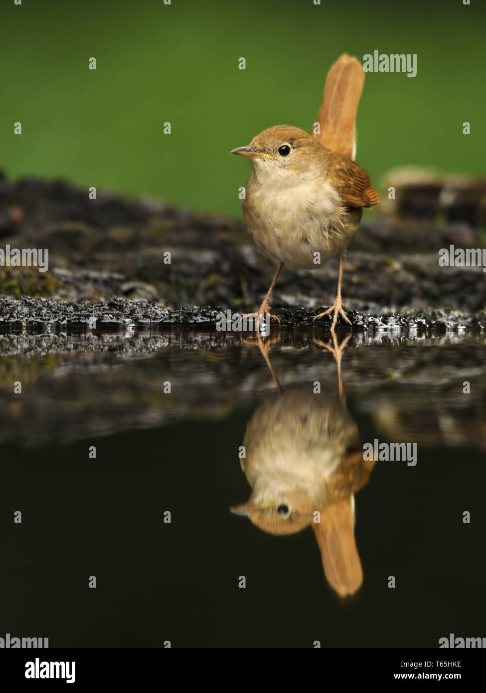 Common nightingales hi-res stock photography and images - Alamy