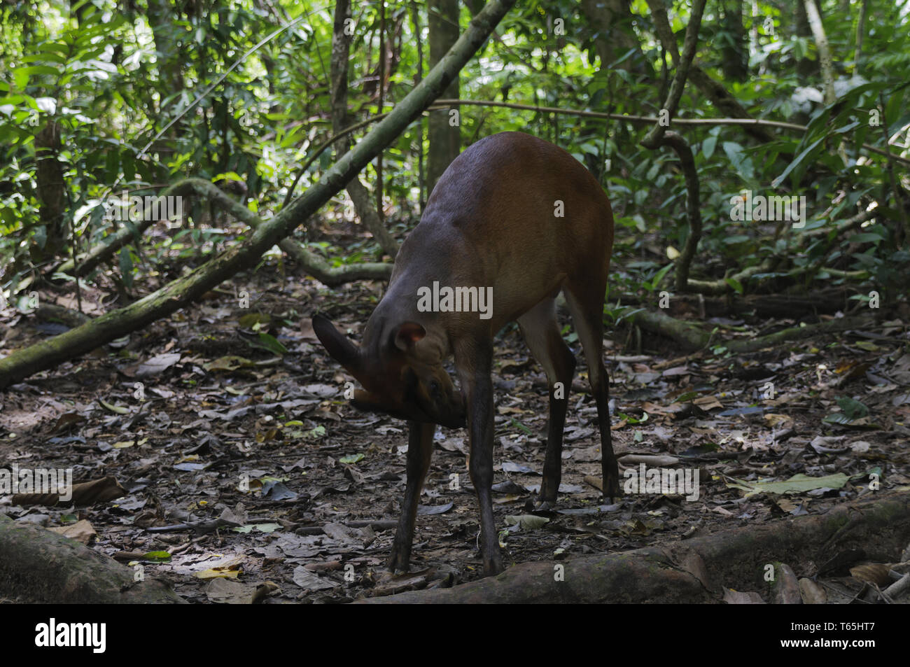 Dwarf deer in the rainforest of Malaysia Stock Photo - Alamy