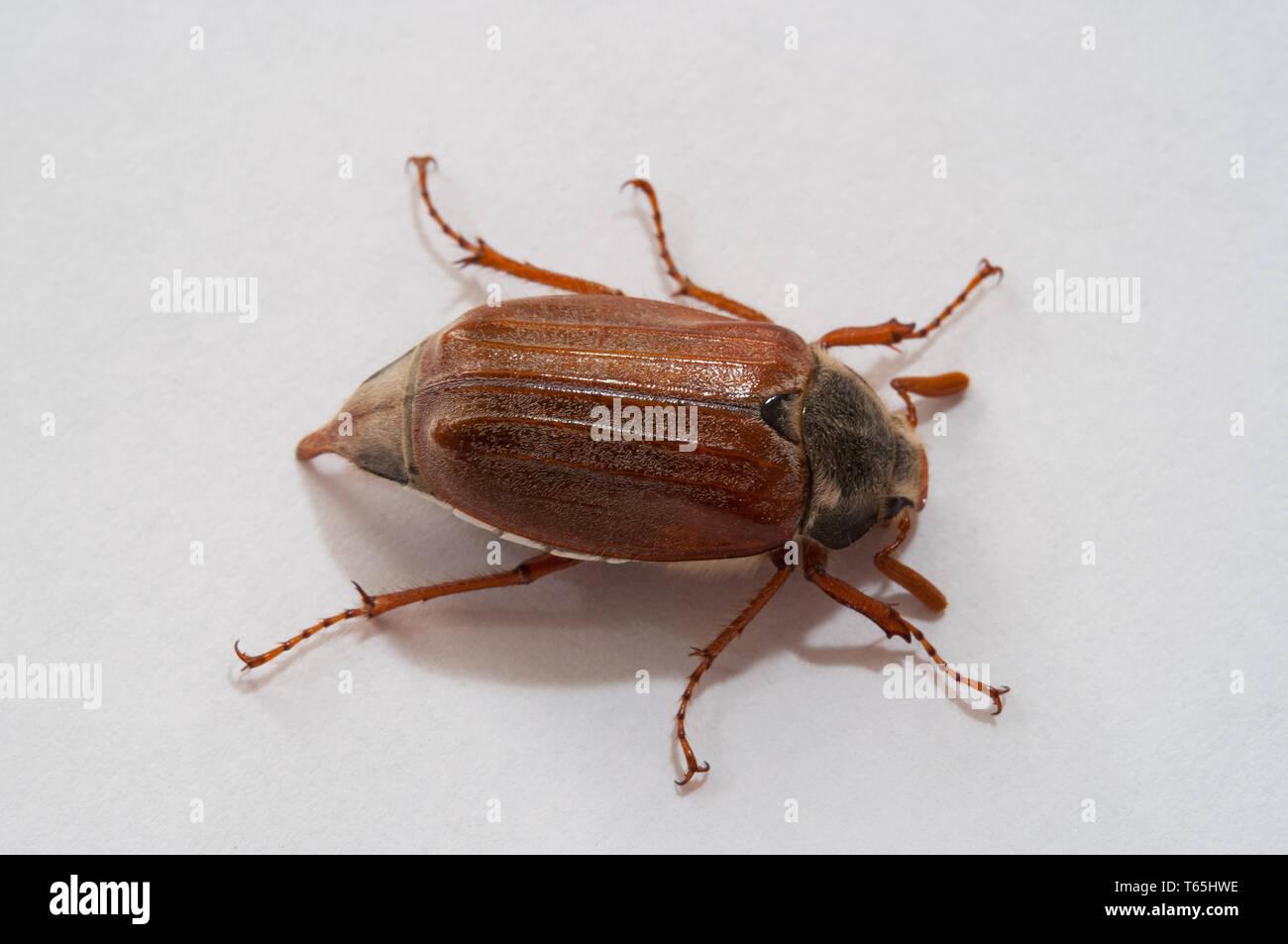 Cockchafer, Melolontha melolontha Stock Photo - Alamy