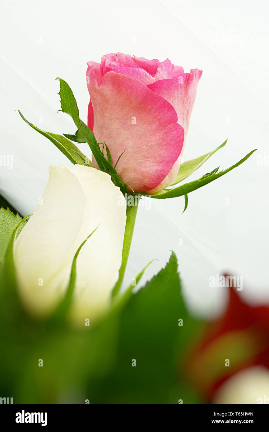 Gerald rose hi-res stock photography and images - Alamy