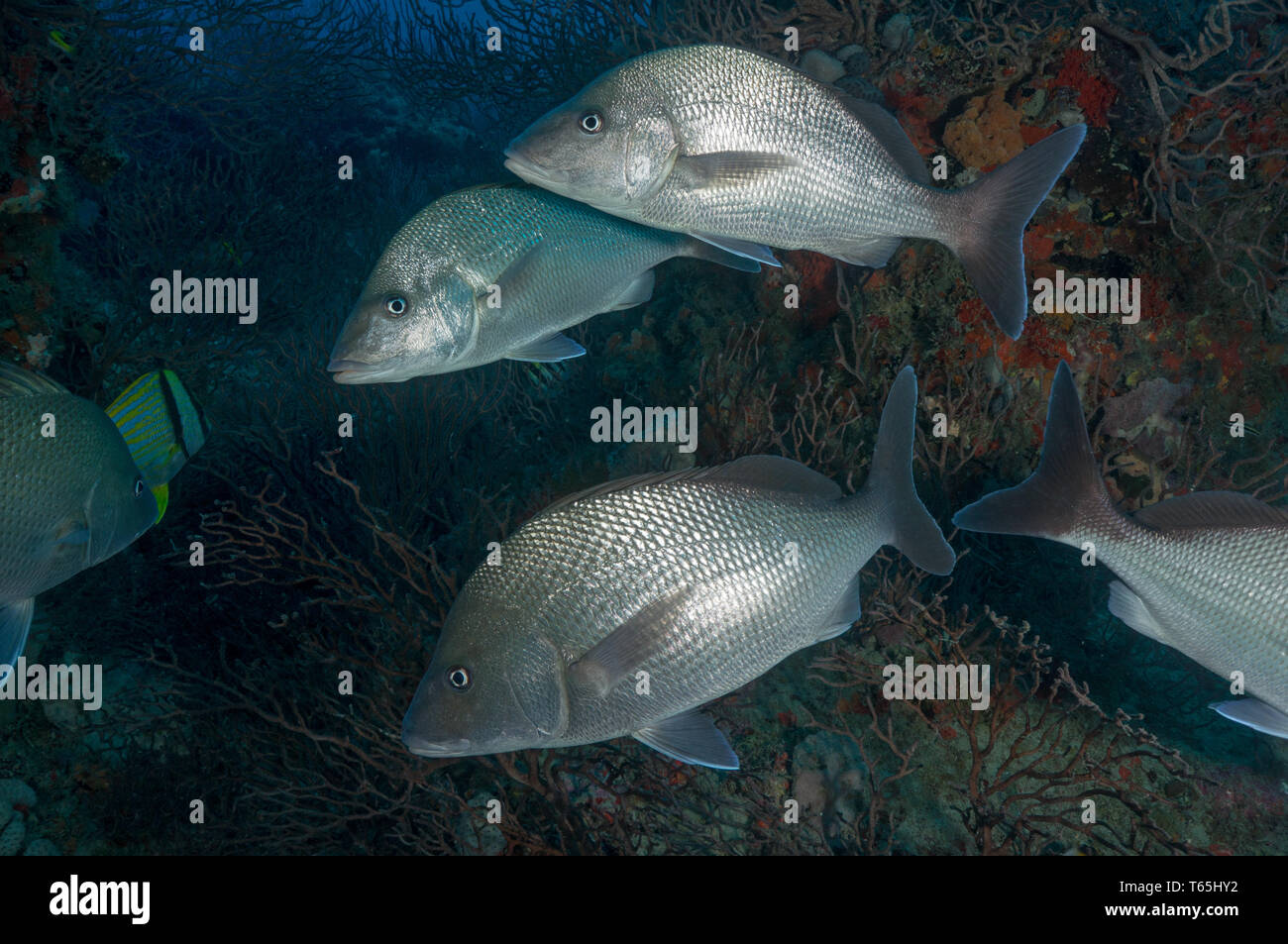 Margate Fish High Resolution Stock Photography and Images - Alamy