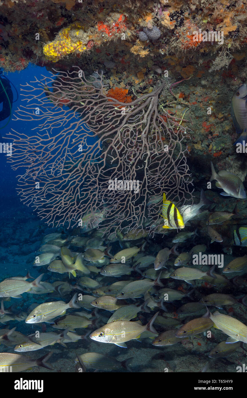 Wildlife photography issue hi-res stock photography and images - Alamy