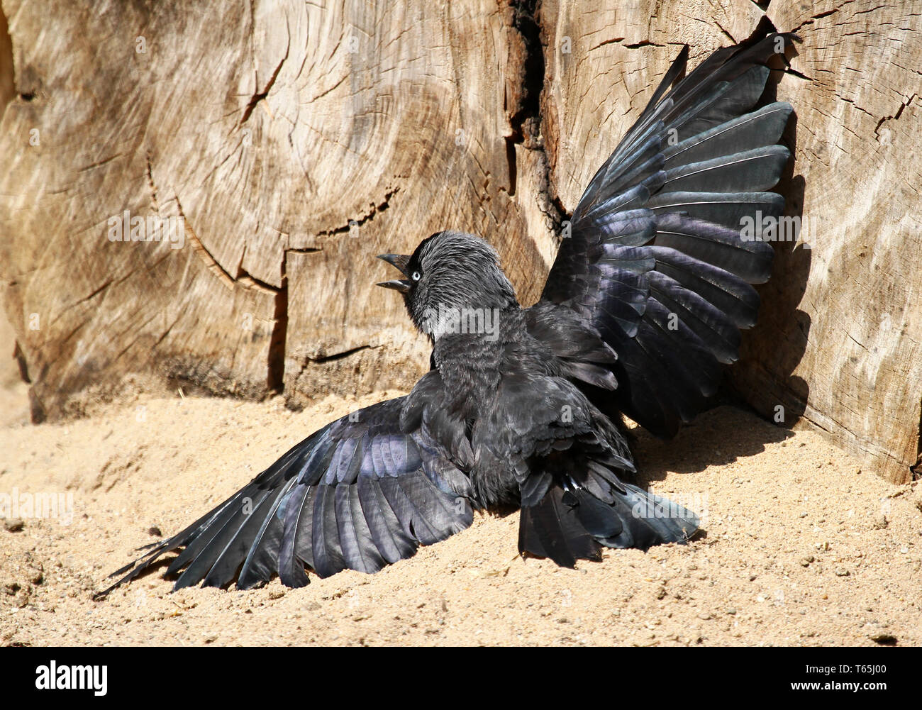 Jackdaw, Coloeus monedula Stock Photo - Alamy