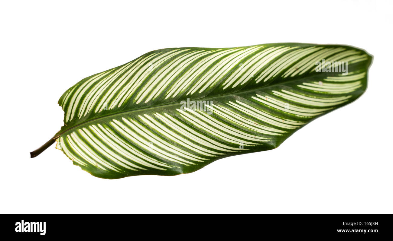 Calathea ornata albolineata hi-res stock photography and images - Alamy